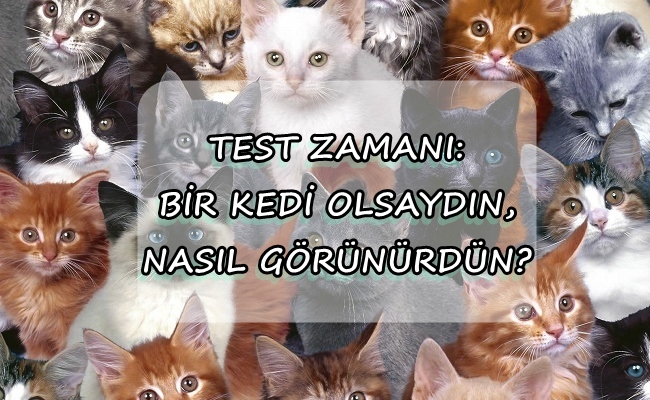 Eğer Bir Kedi Olsaydın Nasıl G.. | patiliyo.com